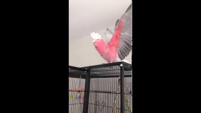 World's Most Excited Bird Shouts for Joy