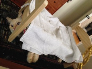 21 Adorable Tucked in Cats