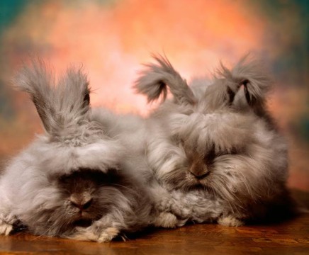 16 Angora Rabbits That Really Need a Haircut (16 Pics)