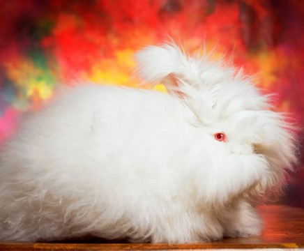 16 Angora Rabbits That Really Need a Haircut (16 Pics)
