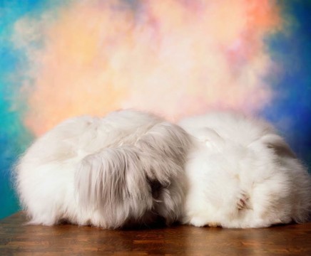 16 Angora Rabbits That Really Need a Haircut (16 Pics)