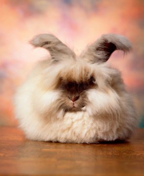16 Angora Rabbits That Really Need a Haircut (16 Pics)
