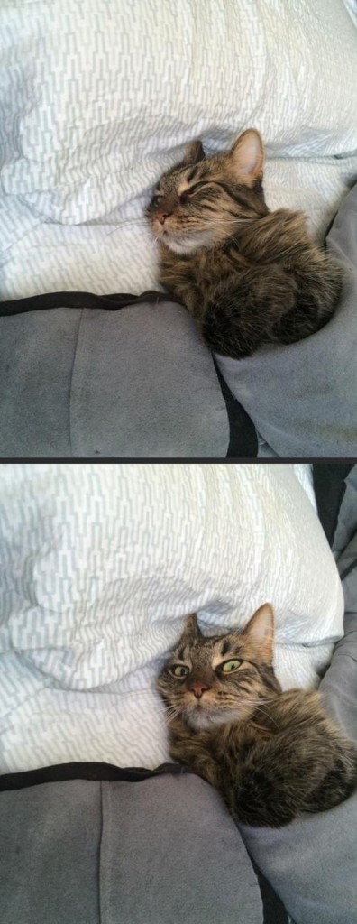 21 Adorable Tucked in Cats