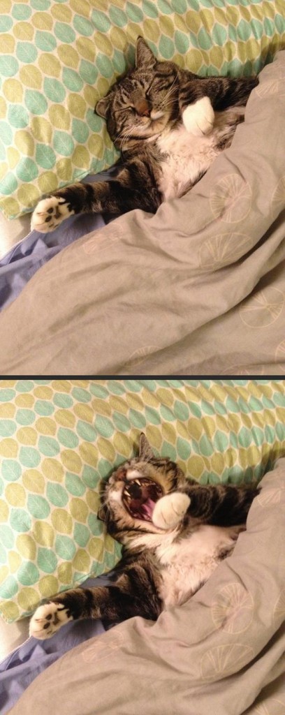 21 Adorable Tucked in Cats