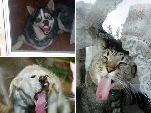 29 Animals Adorably Licking Windows