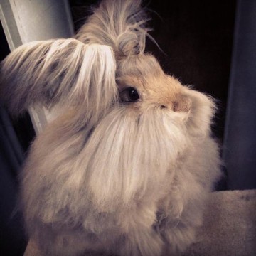 16 Angora Rabbits That Really Need a Haircut (16 Pics)