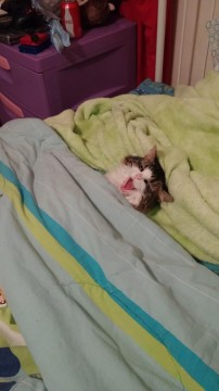 21 Adorable Tucked in Cats
