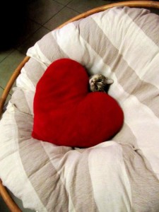 21 Adorable Tucked in Cats