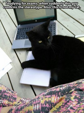 THIS IS NOT MY CAT! (24 pics)