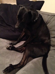 21 Guilty Animals That Are Very Sorry for What They Just Did