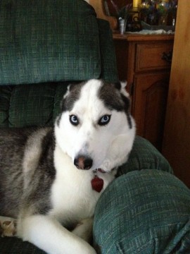 21 Guilty Animals That Are Very Sorry for What They Just Did