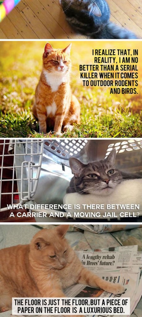 20 Hilarious Cat Thoughts