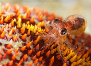 20 Adorable Animal Invertebrates