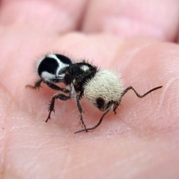 20 Adorable Animal Invertebrates