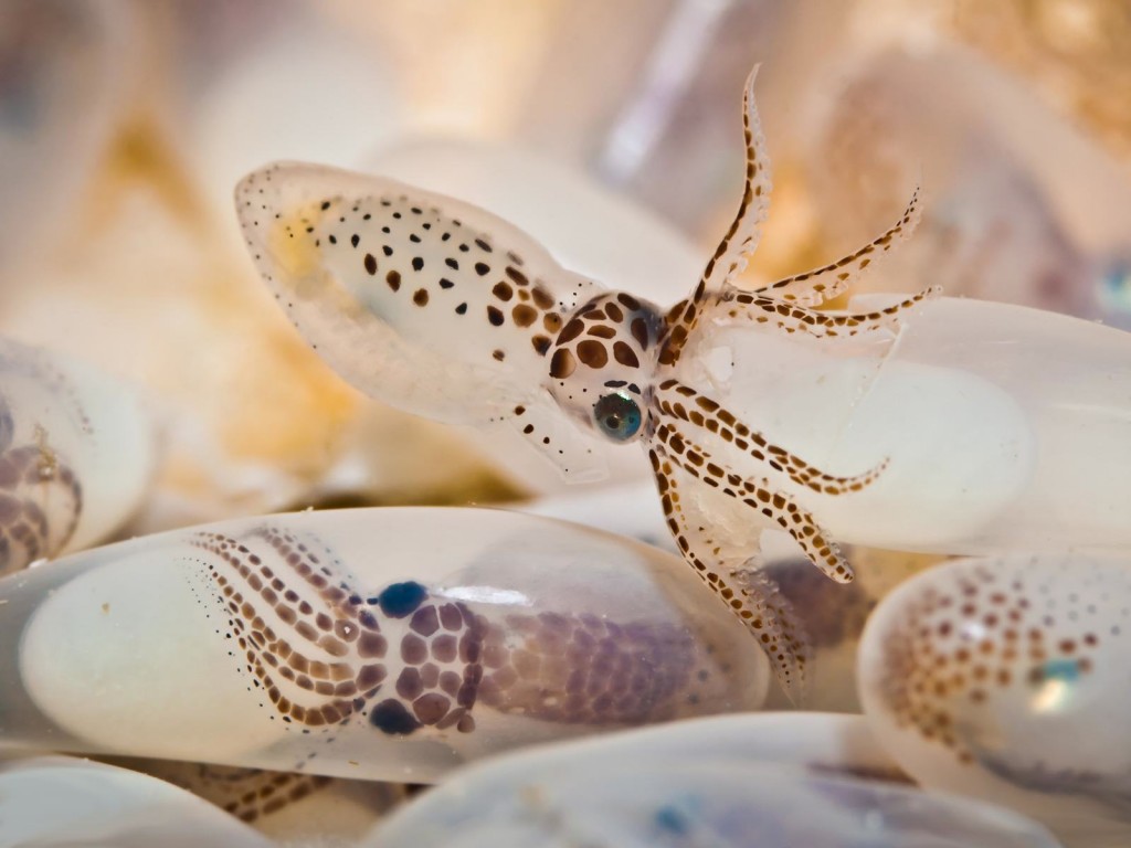 20 Adorable Animal Invertebrates