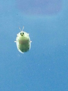 20 Adorable Animal Invertebrates