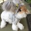 Meet Wally: The Bunny That Looks Like He Has Wings for Ears