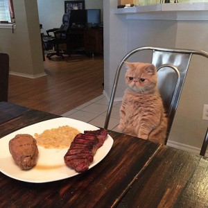 Meet George: The Cat That Likes to Stand on Two Legs (16 Pics)