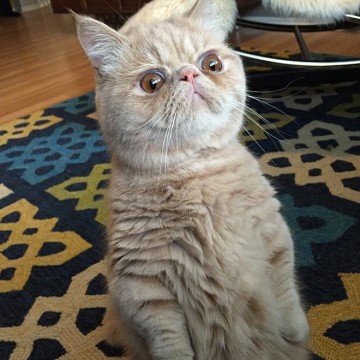 Meet George: The Cat That Likes to Stand on Two Legs (16 Pics)