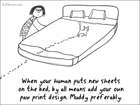 23 Tips on How to be a Cat