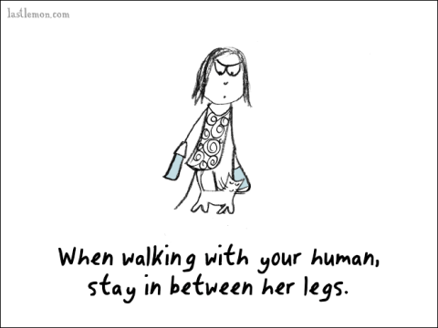 23 Tips on How to be a Cat