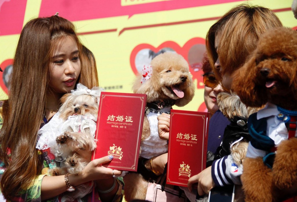 These 15 Dog Couples Totally Just Got Married