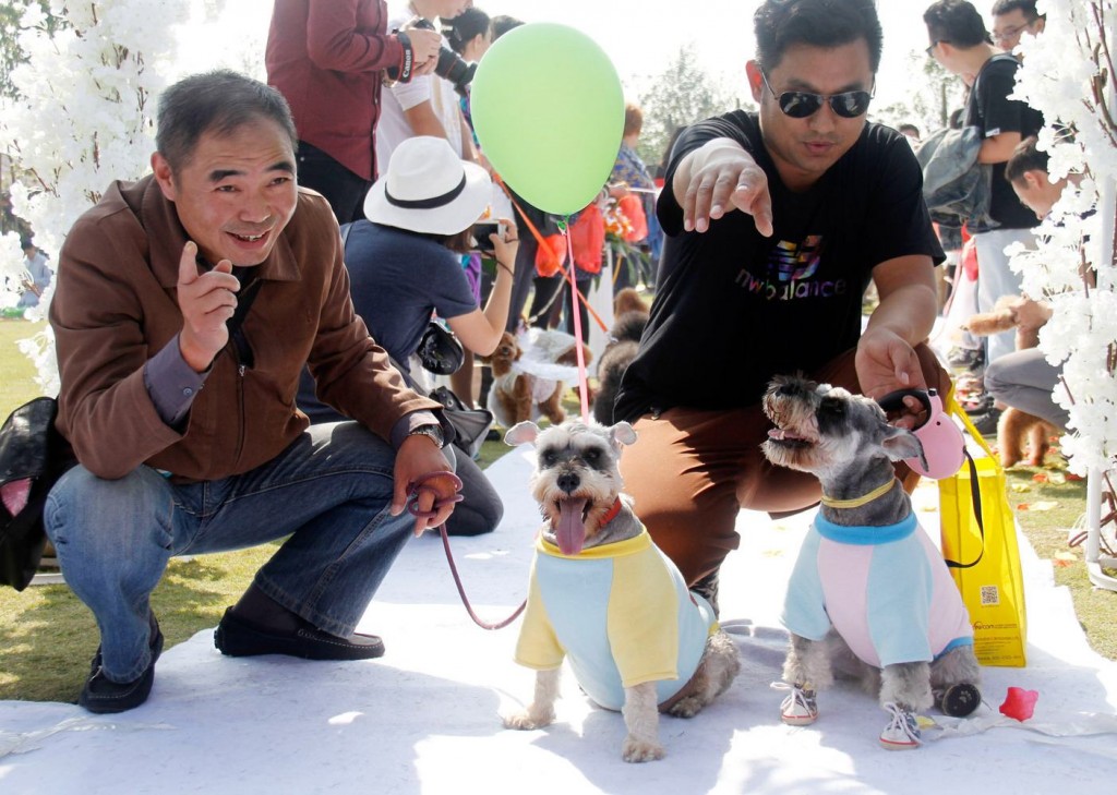 These 15 Dog Couples Totally Just Got Married