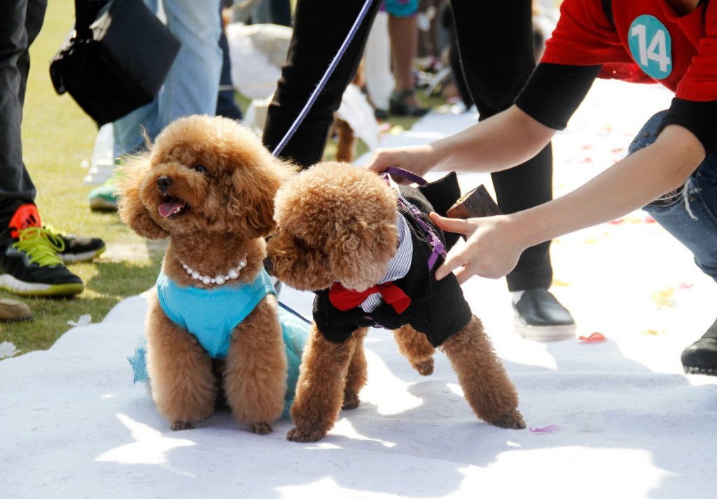 These 15 Dog Couples Totally Just Got Married
