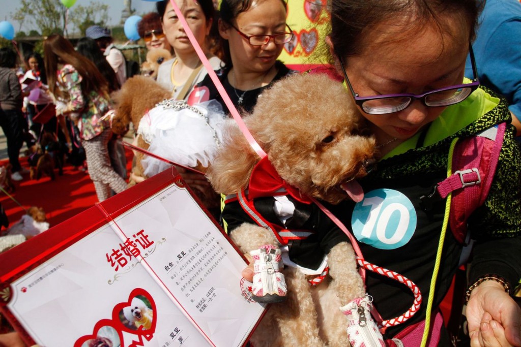 These 15 Dog Couples Totally Just Got Married