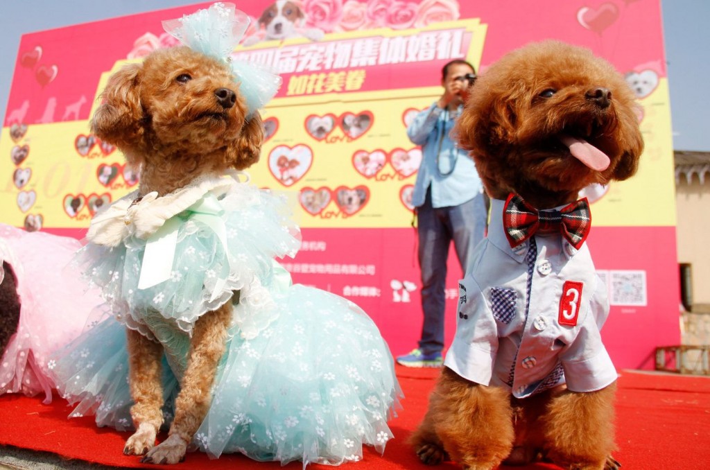 These 15 Dog Couples Totally Just Got Married