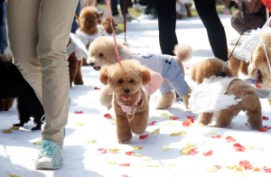 These 15 Dog Couples Totally Just Got Married
