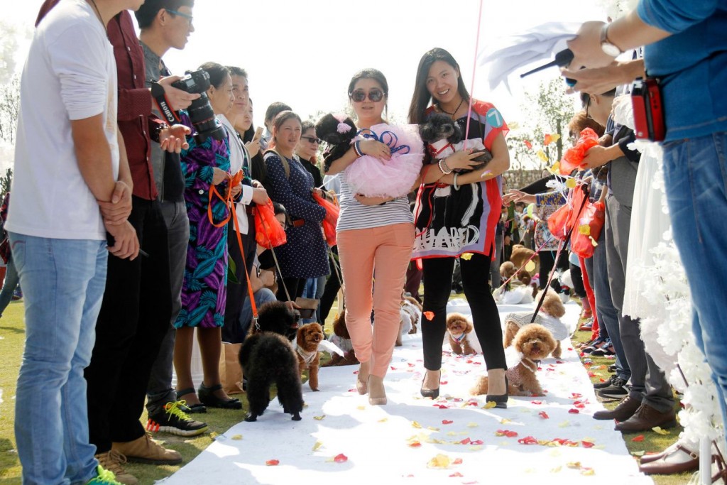 These 15 Dog Couples Totally Just Got Married