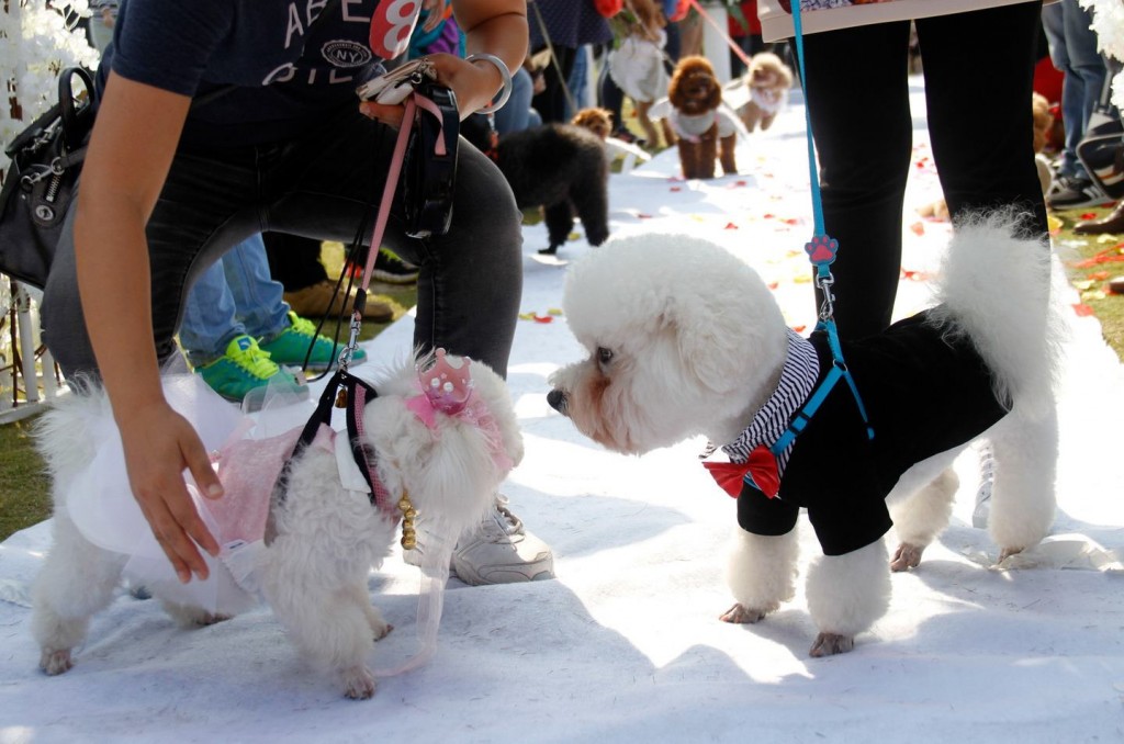 These 15 Dog Couples Totally Just Got Married