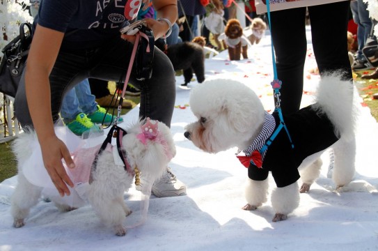These 15 Dog Couples Totally Just Got Married