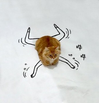 Internet Users Doodled on This Cat Photo to Make it Better (18 Pics)