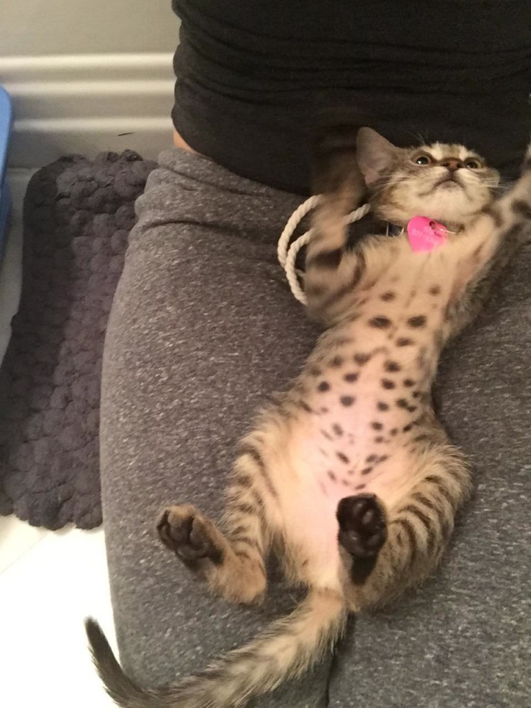 18 Very Important Cat Bellies