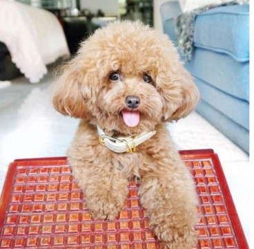 Ginger Doodle is the Internet's Cutest Little Toy Poodle