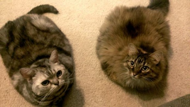 21 Delightfully Chubby Cats That Prove Big is Beautiful