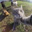 Meet Manny: The Selfie-Taking Cat