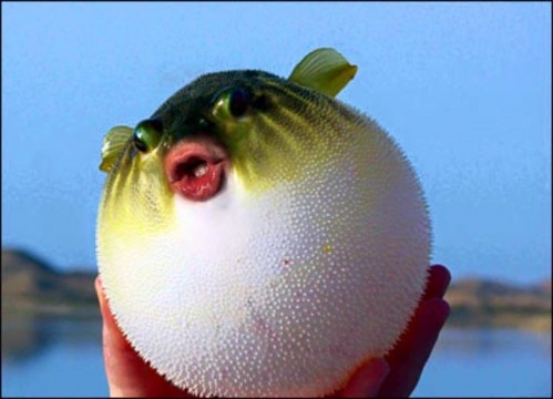 New Important Thing: Puffer Fish With Donald Trump's Mouth
