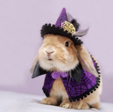 Meet PuiPui: The World's Most Fashionable Rabbit