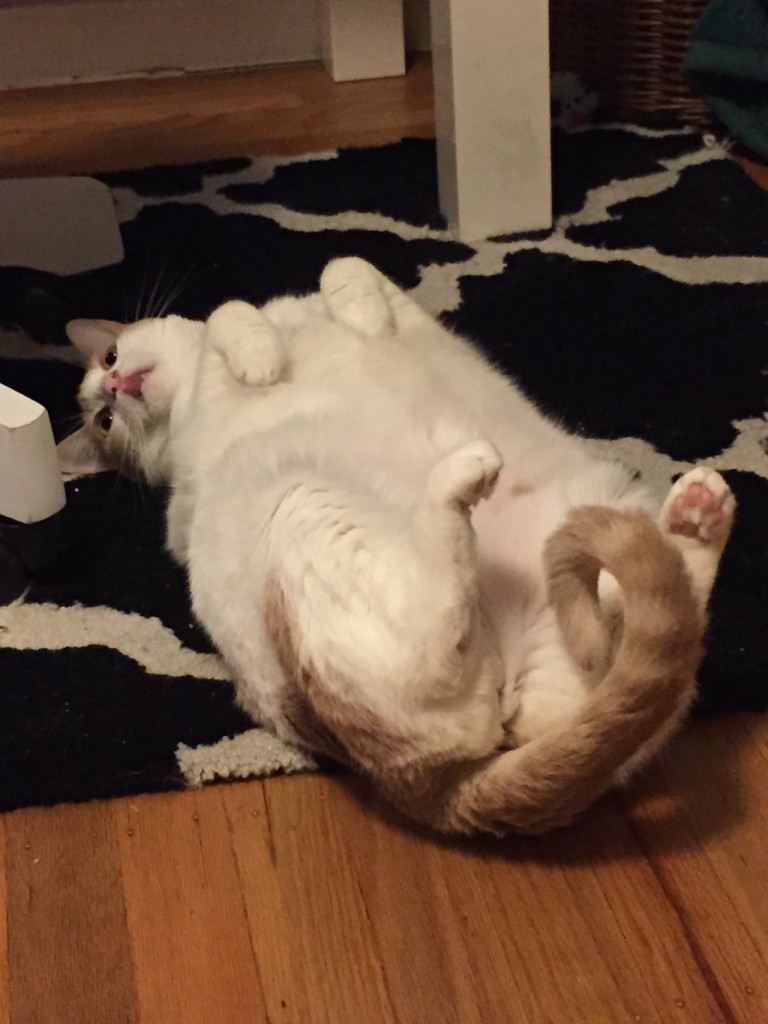 18 Extremely Unflattering Pictures of Cats