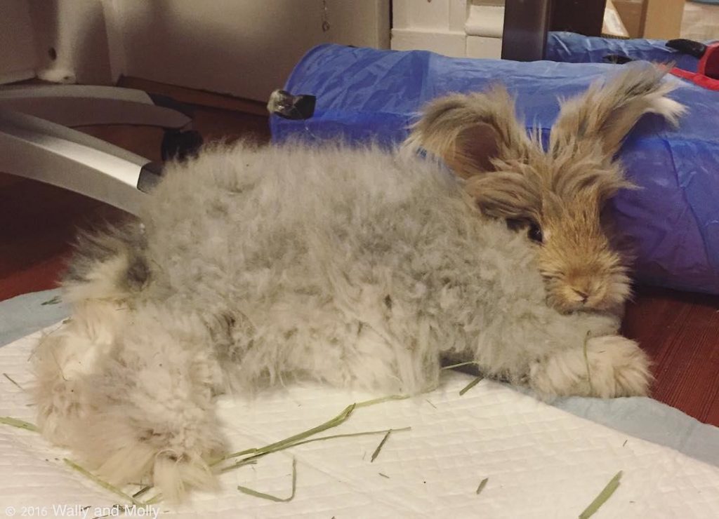 Wally is The Extra Fluffy Bunny That is Impossibly Cute