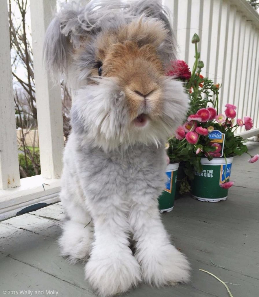 Wally is The Extra Fluffy Bunny That is Impossibly Cute