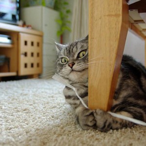 24 Cats That Are Being Way Too Dramatic Right Now