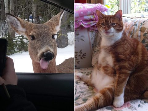 25 Unflattering Animal Pictures
