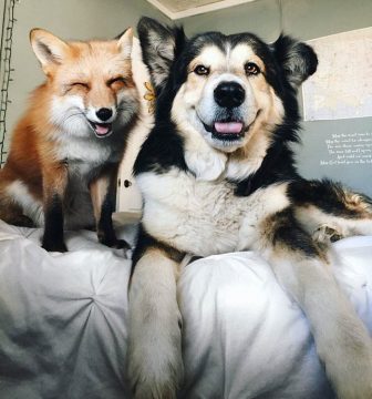 This Dog and Pet Fox Are the Most Adorable Friends