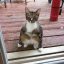 33 Cats Awkwardly Standing Like Humans