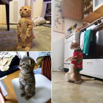 33 Cats Awkwardly Standing Like Humans