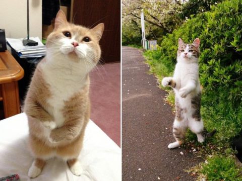 33 Cats Awkwardly Standing Like Humans